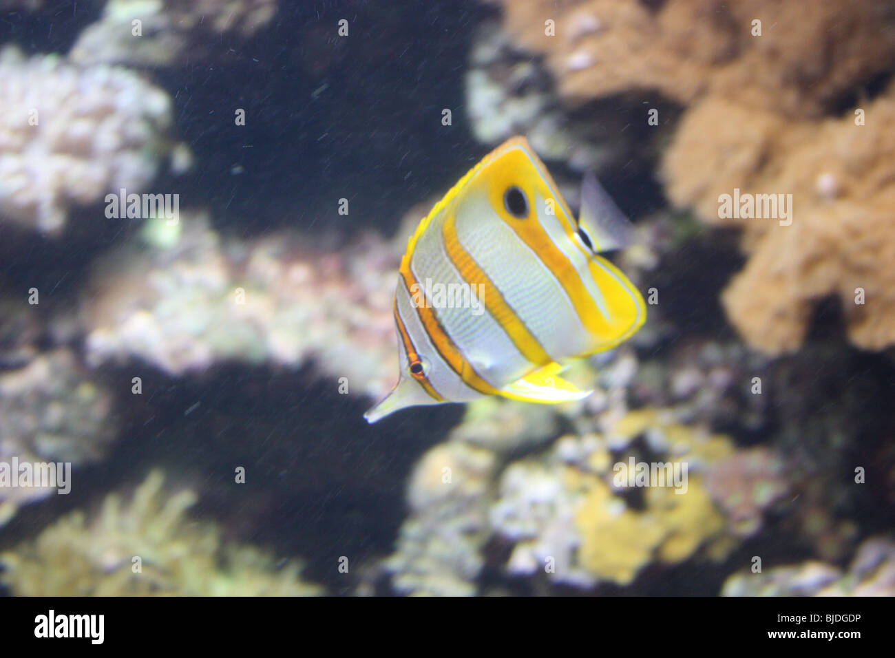 Coral fish hi-res stock photography and images - Alamy