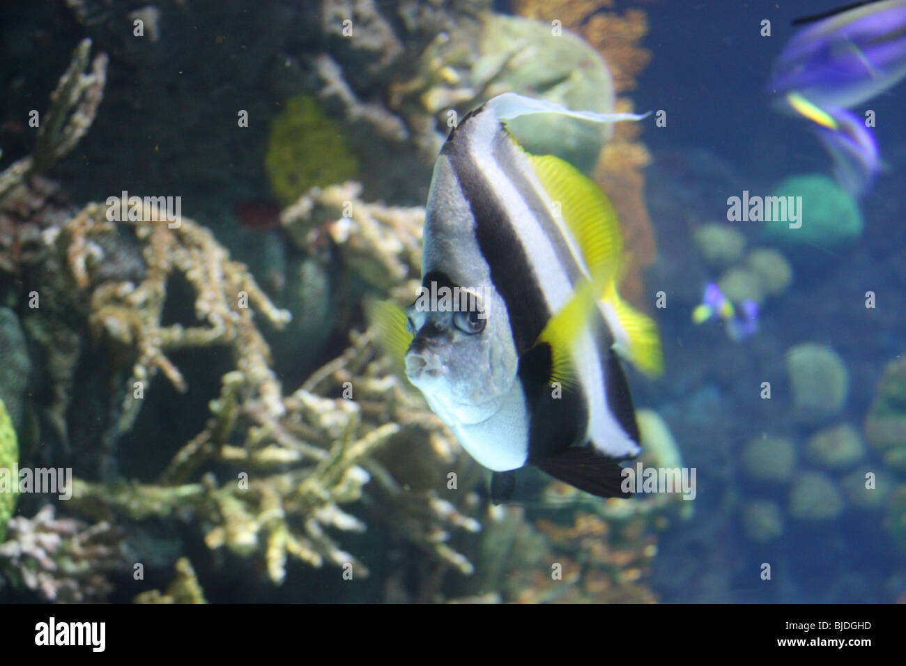 Coral fish hi-res stock photography and images - Alamy