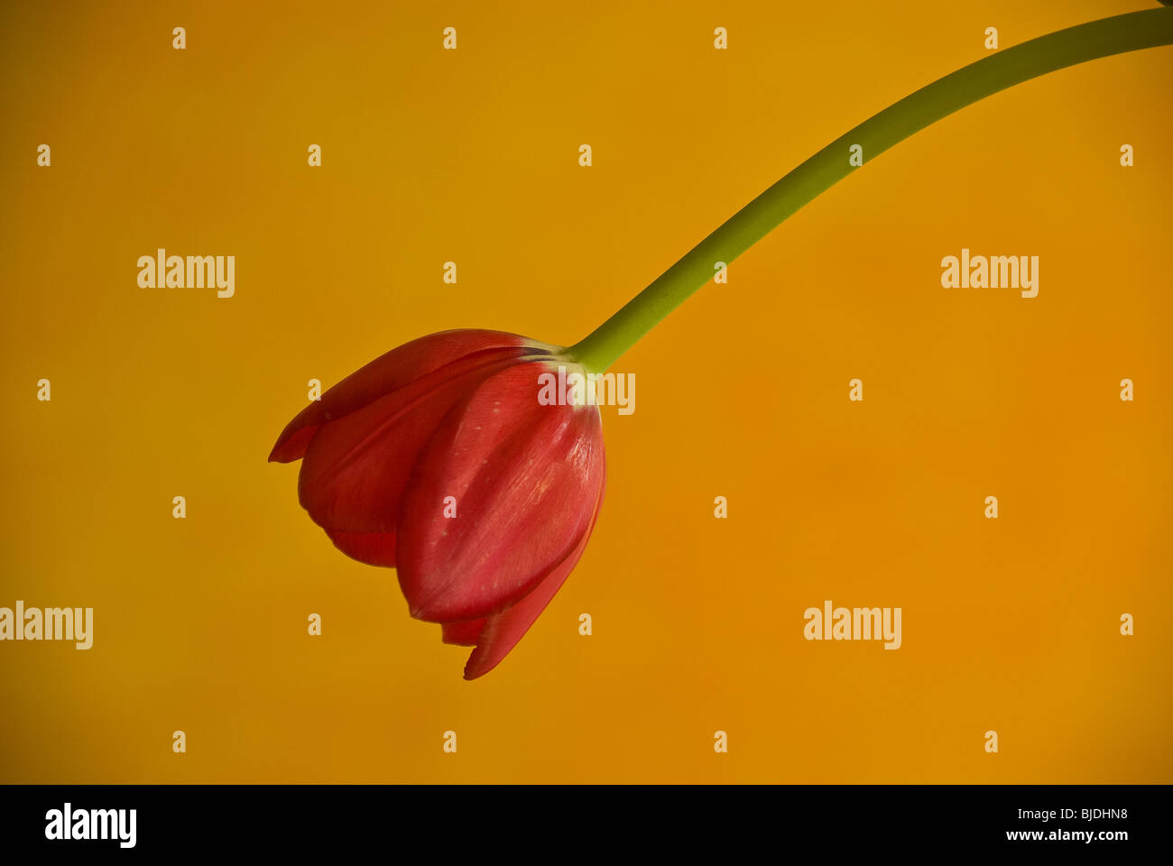 Single red tulip against a deep yellow background Stock Photo - Alamy