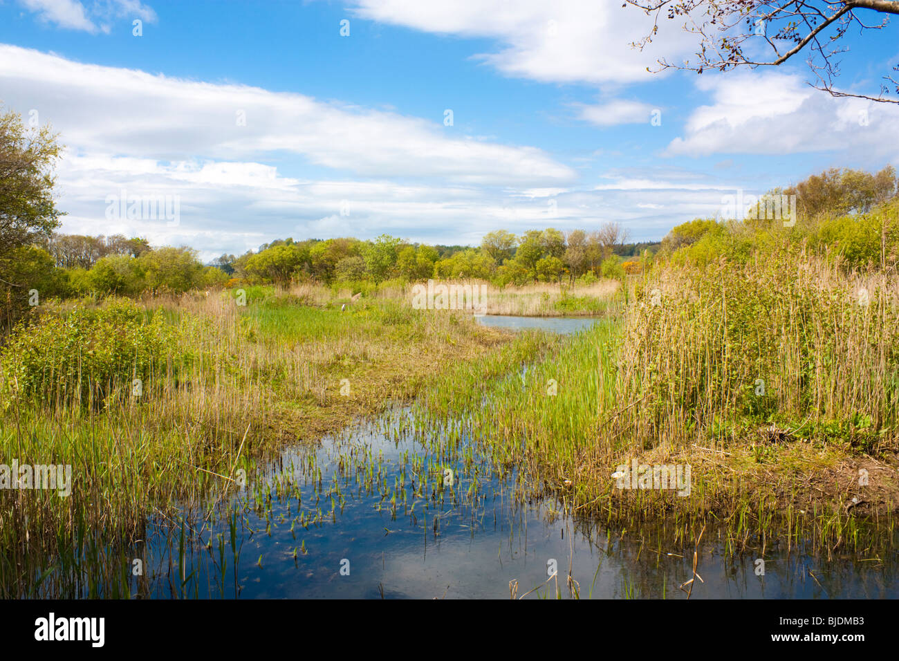 Dawlish warren national nature reserve hi-res stock photography and ...