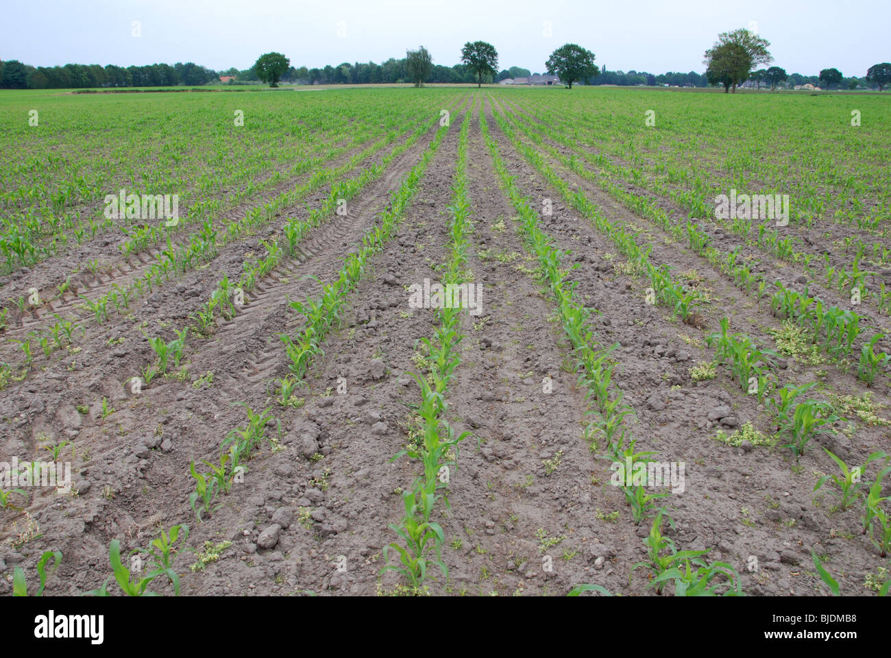 Sowed field hi-res stock photography and images - Alamy