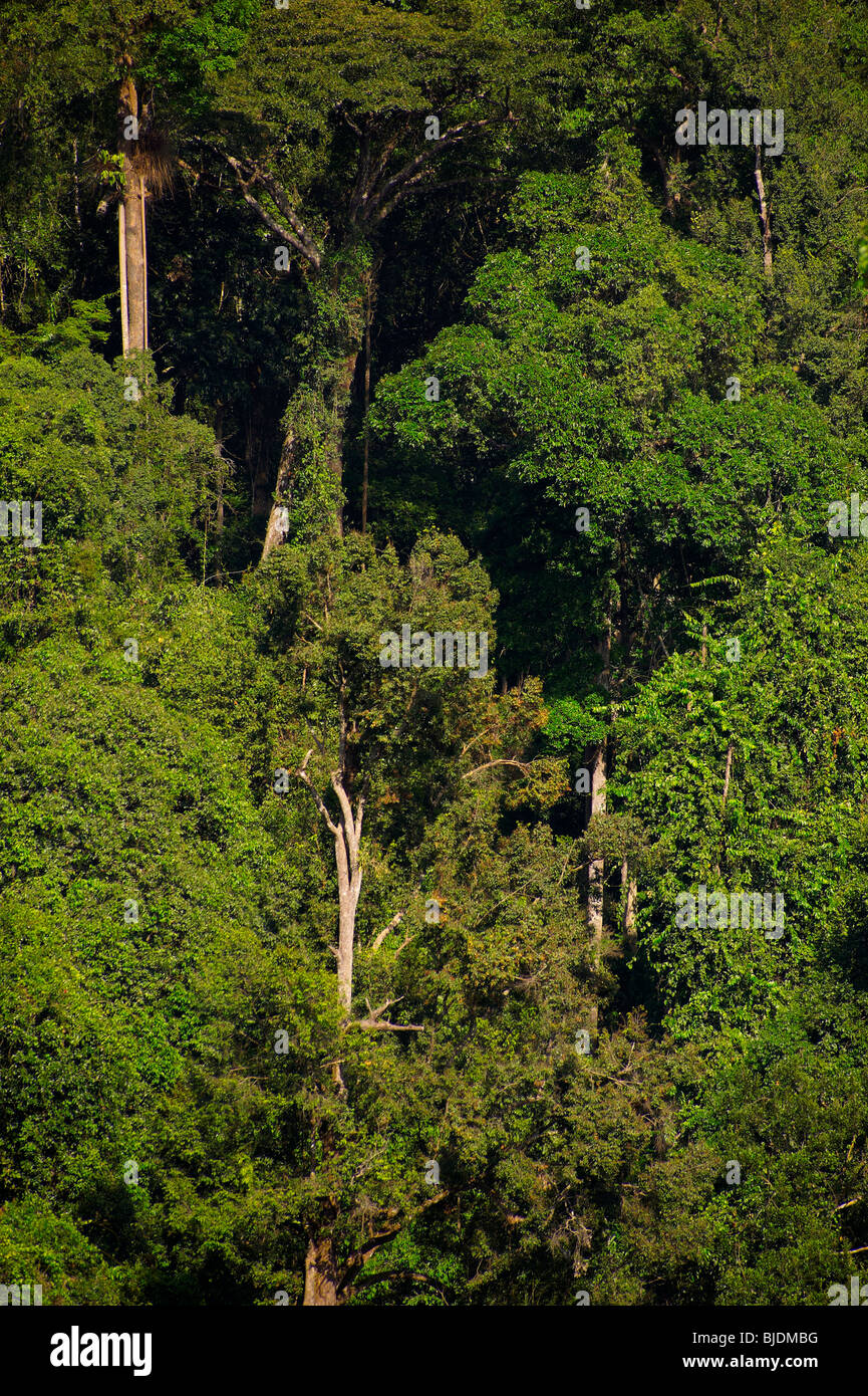 Tropical rainforest. Phou Khao Khouay National Protected Area. LAO ...