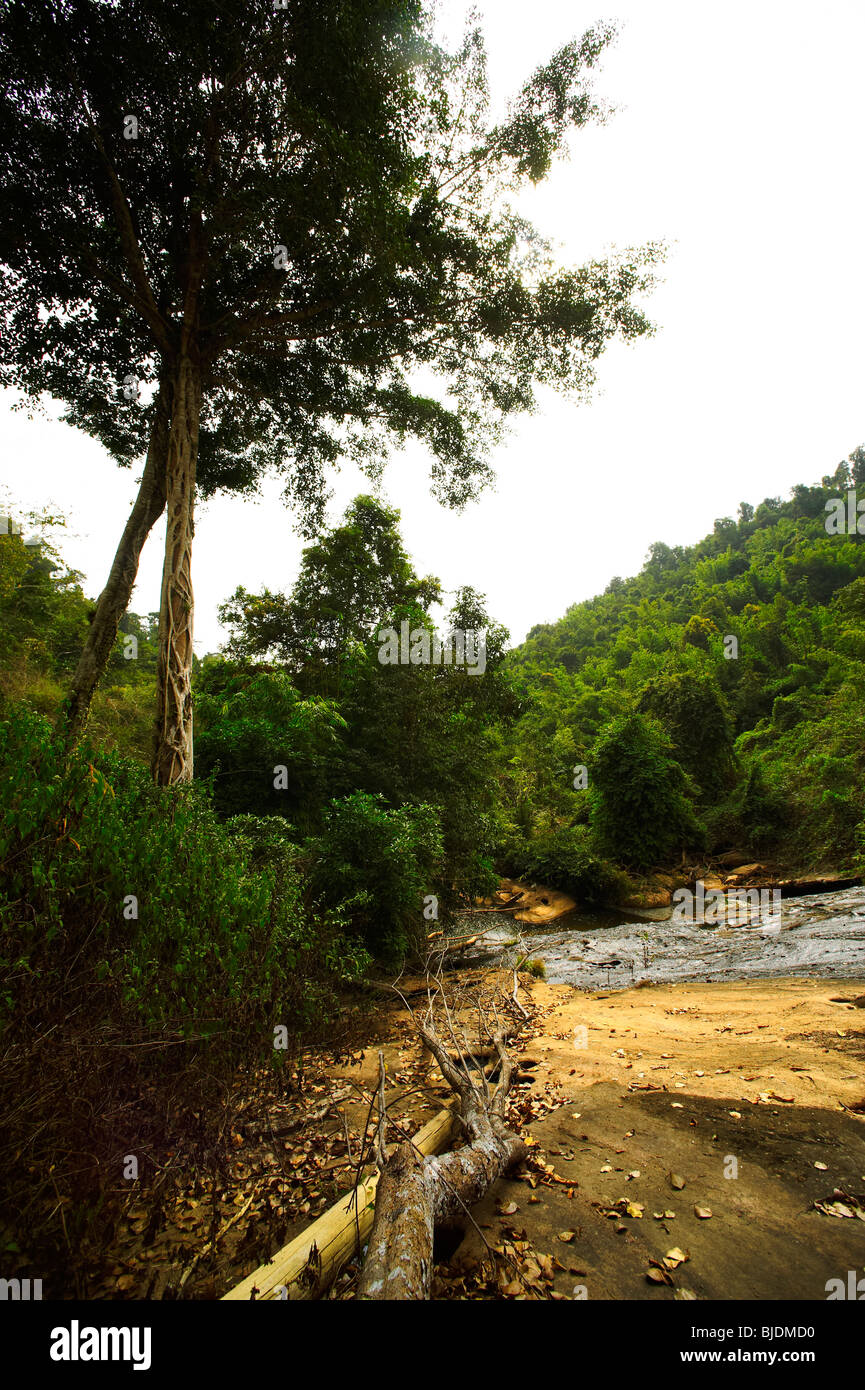 Tropical rainforest. Phou Khao Khouay National Protected Area. LAO ...