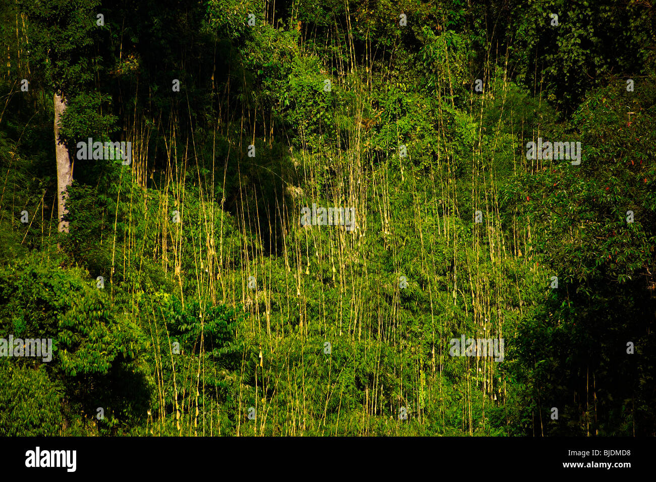 Tropical rainforest. Phou Khao Khouay National Protected Area. LAO ...