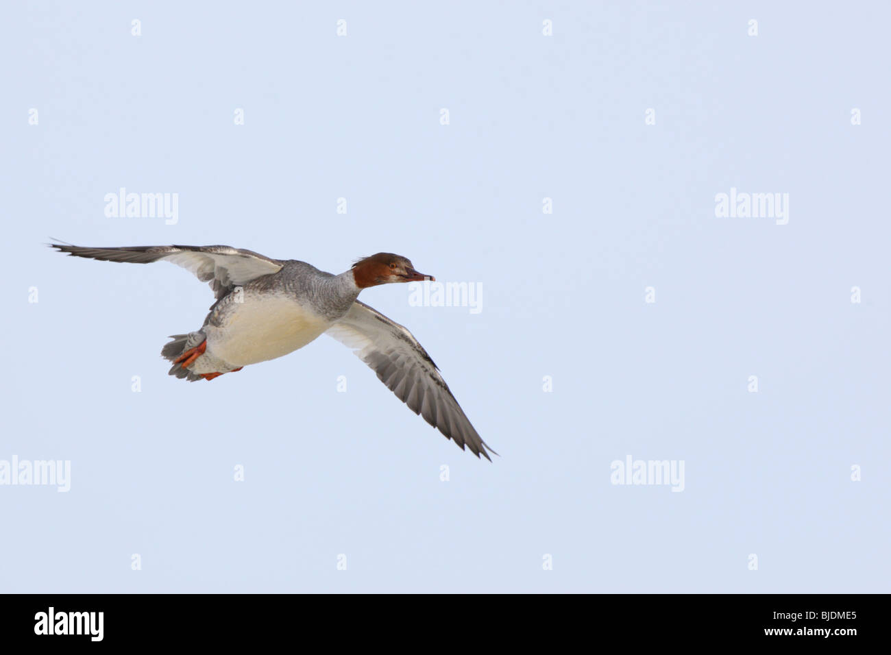 Goosander (Mergus merganser) in flight Stock Photo - Alamy