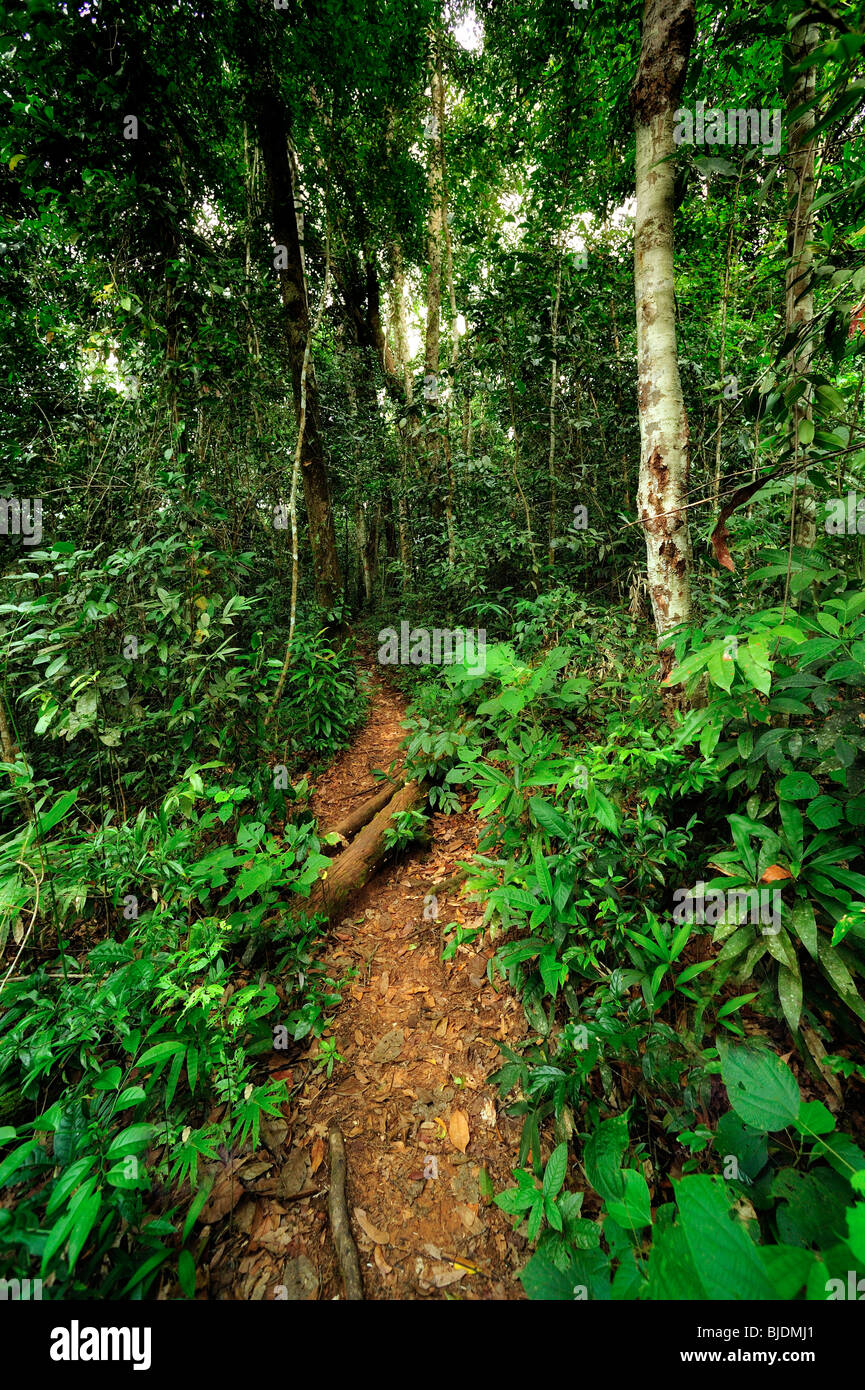 Tropical rainforest. Phou Khao Khouay National Protected Area. LAO ...