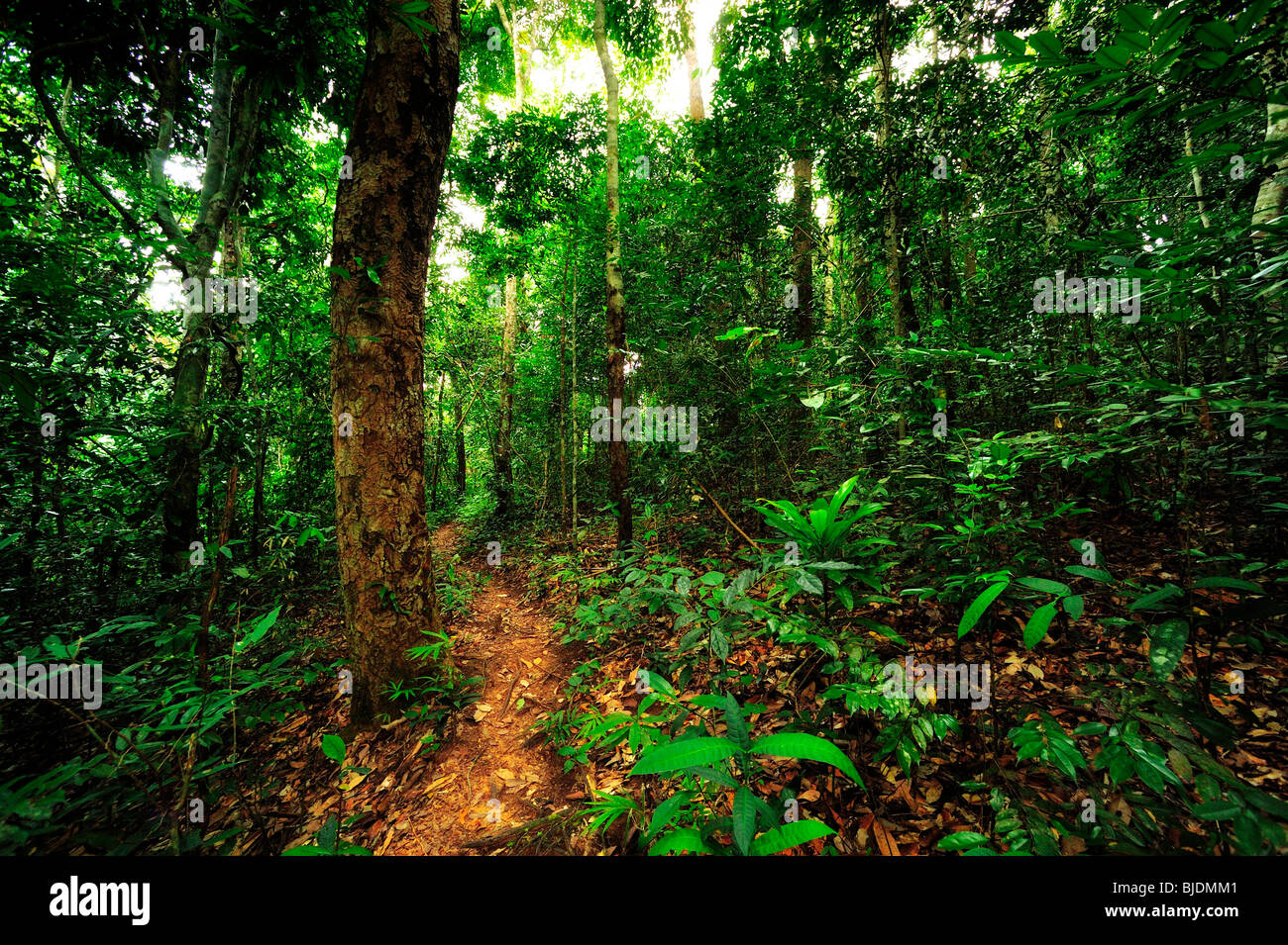 Tropical rainforest. Phou Khao Khouay National Protected Area. LAO ...