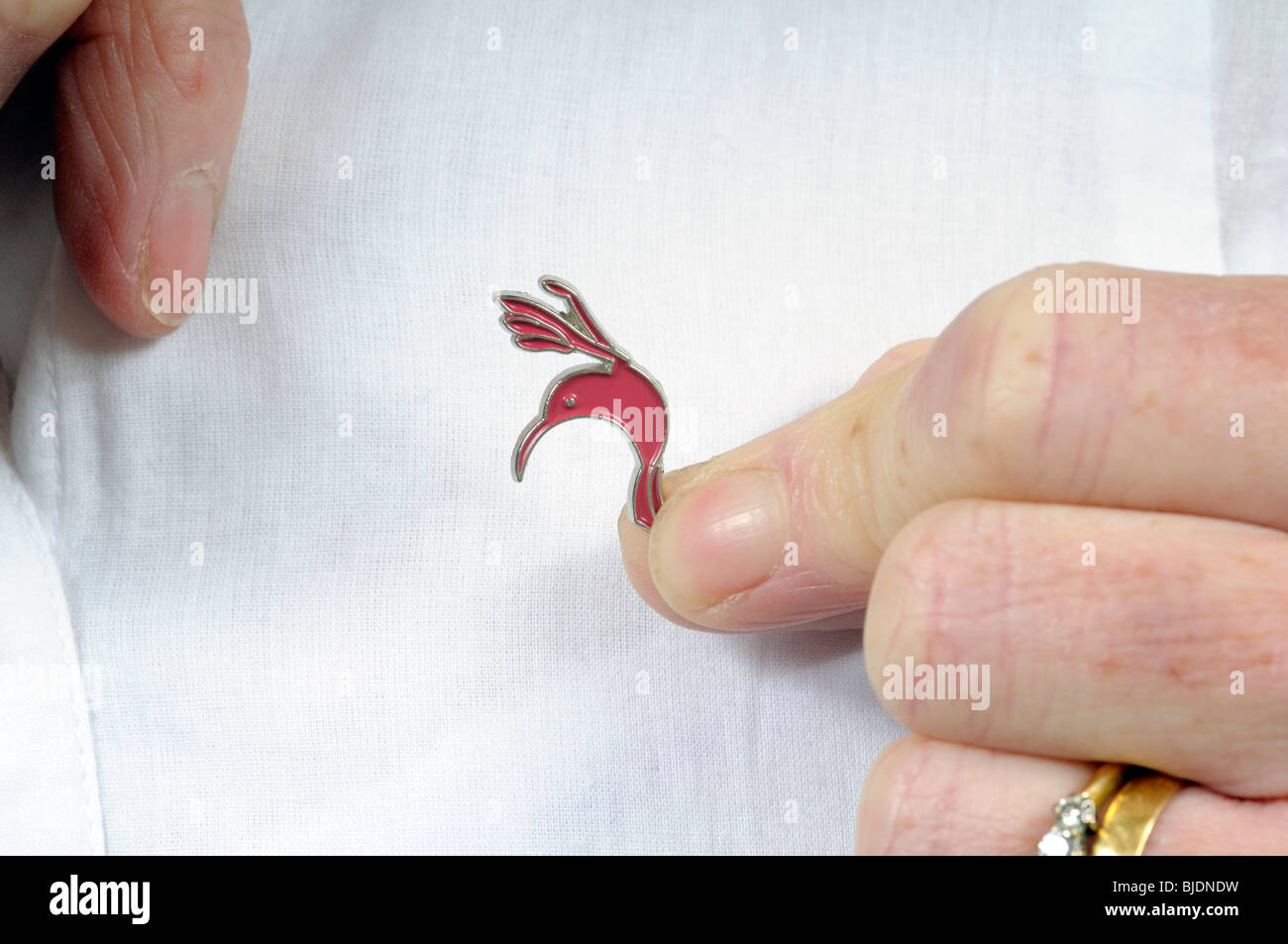 Diabetes UK charity bird badge being attached to a womans shirt Stock ...