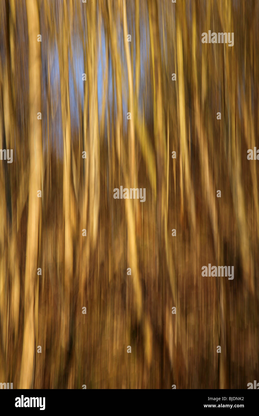 TREES. ABSTRACT. MOVEMENT Stock Photo - Alamy