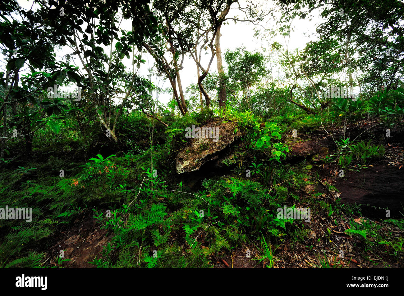 Tropical rainforest. Phou Khao Khouay National Protected Area. LAO ...