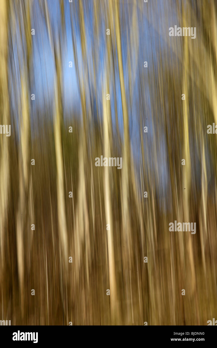 TREES. ABSTRACT. MOVEMENT Stock Photo - Alamy
