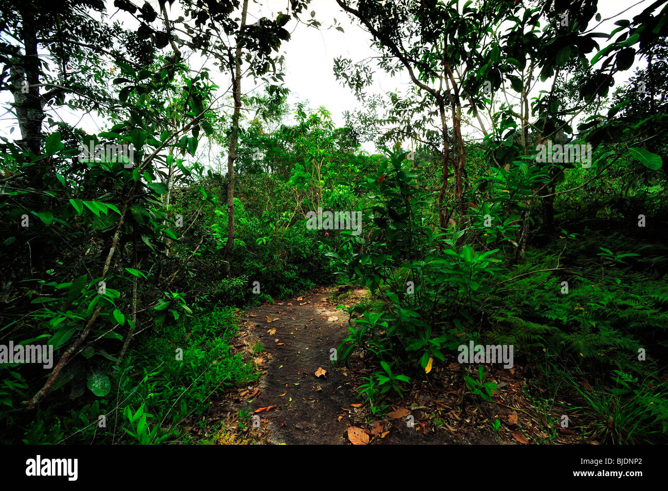 Tropical rainforest. Phou Khao Khouay National Protected Area. LAO ...