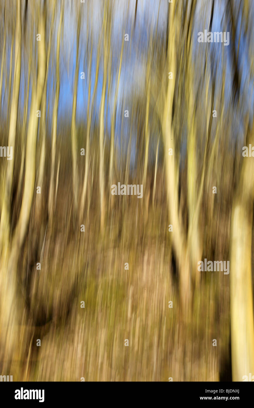 TREES. ABSTRACT. MOVEMENT Stock Photo - Alamy