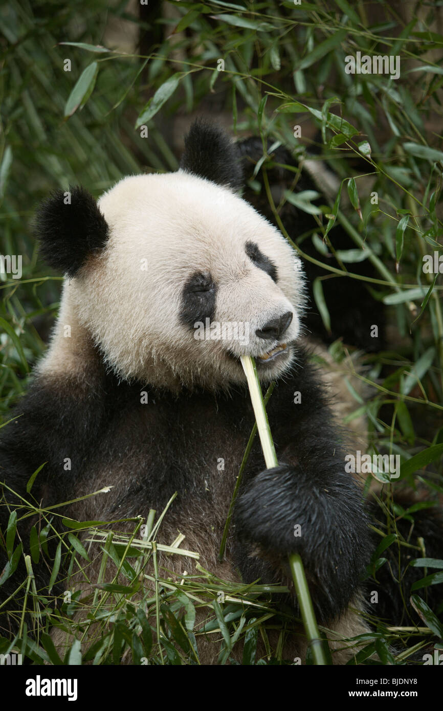 Panda at Chengdu Panda Breeding Research Base, in Chengdu, China Stock ...