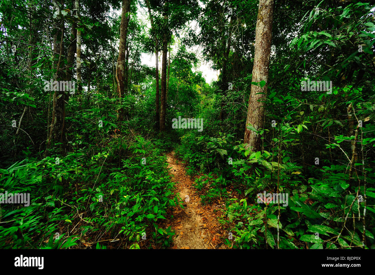 Tropical rainforest. Phou Khao Khouay National Protected Area. LAO ...