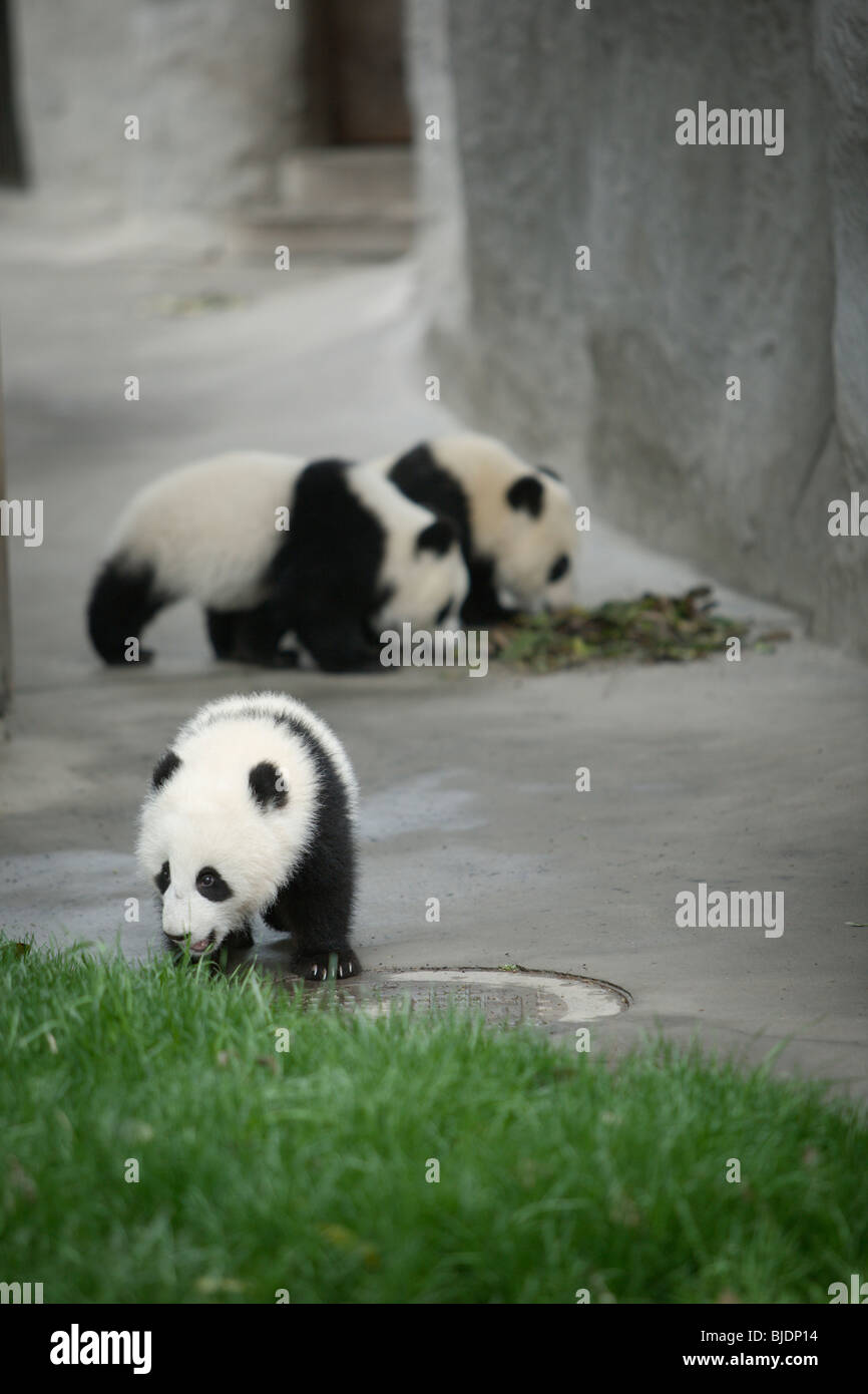 Baby pandas hi-res stock photography and images - Alamy