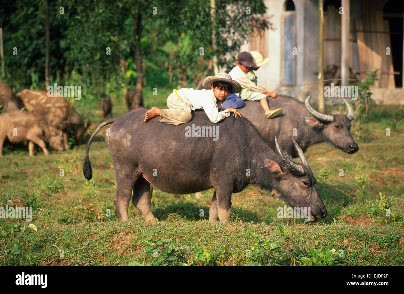 Children with water buffalo hi-res stock photography and images - Alamy