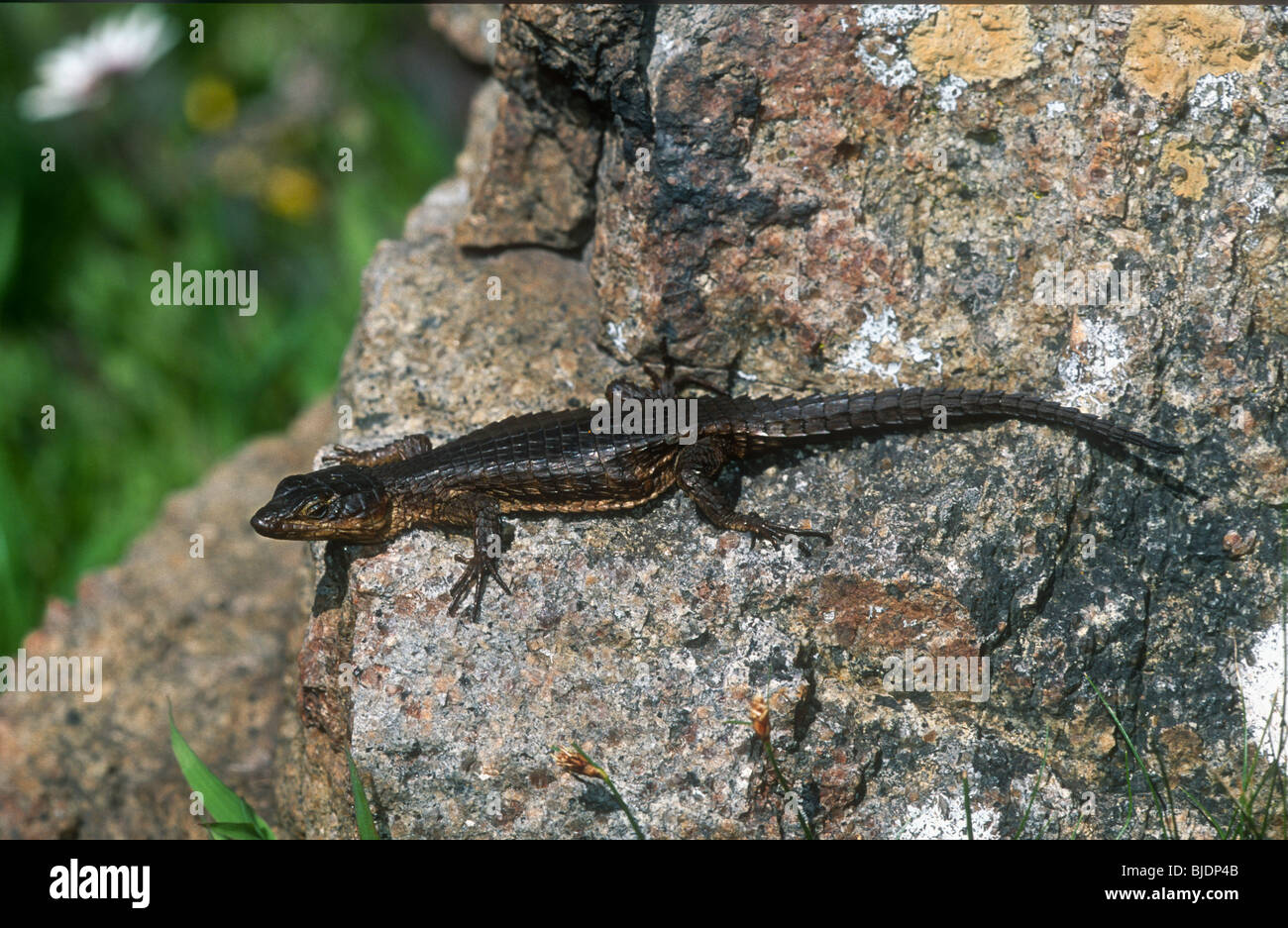 African girdle-tailed lizard, Cordylus polyzonus, South Africa Stock ...