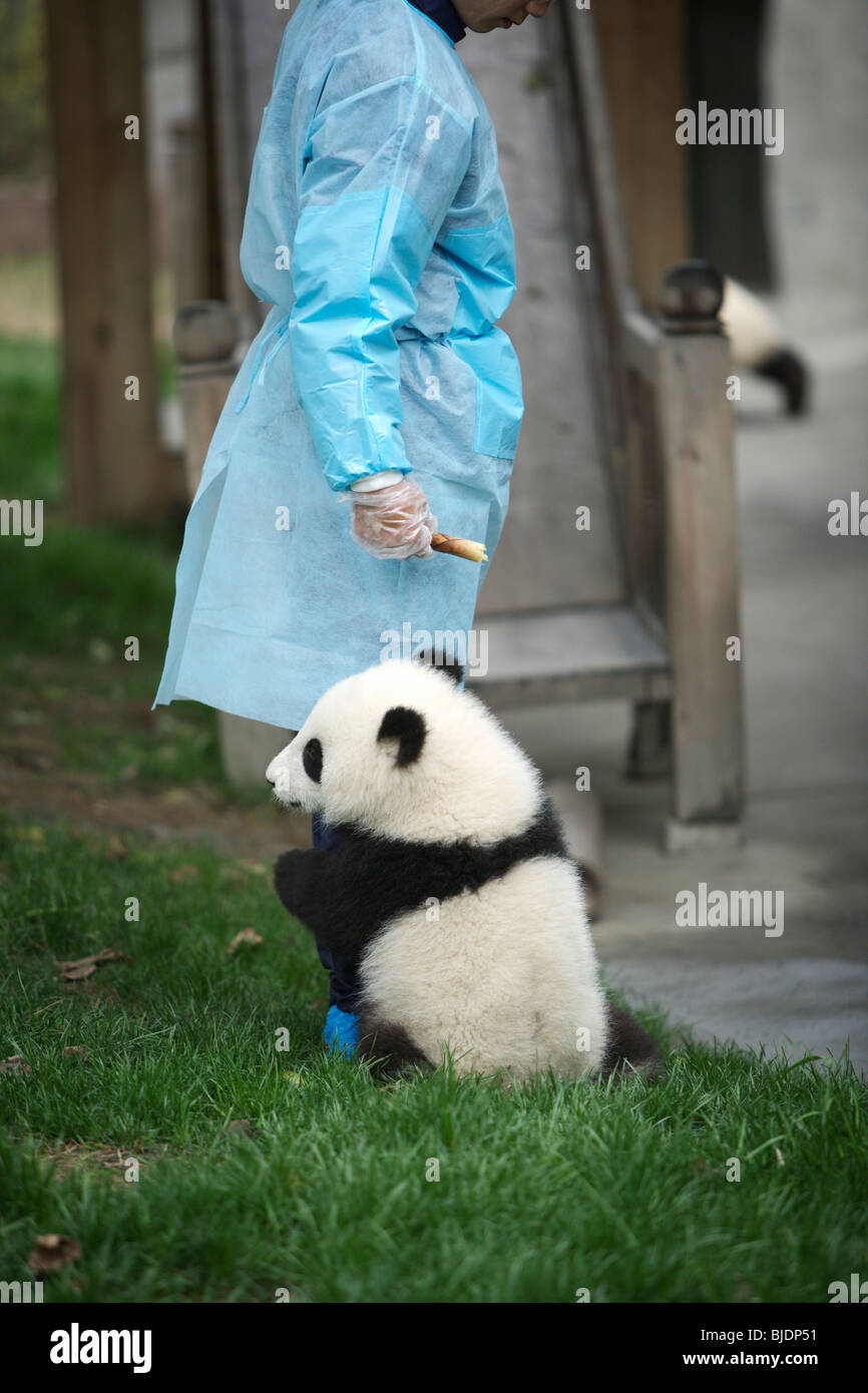Small baby panda at Chengdu Panda Breeding Research Base, in Chengdu ...