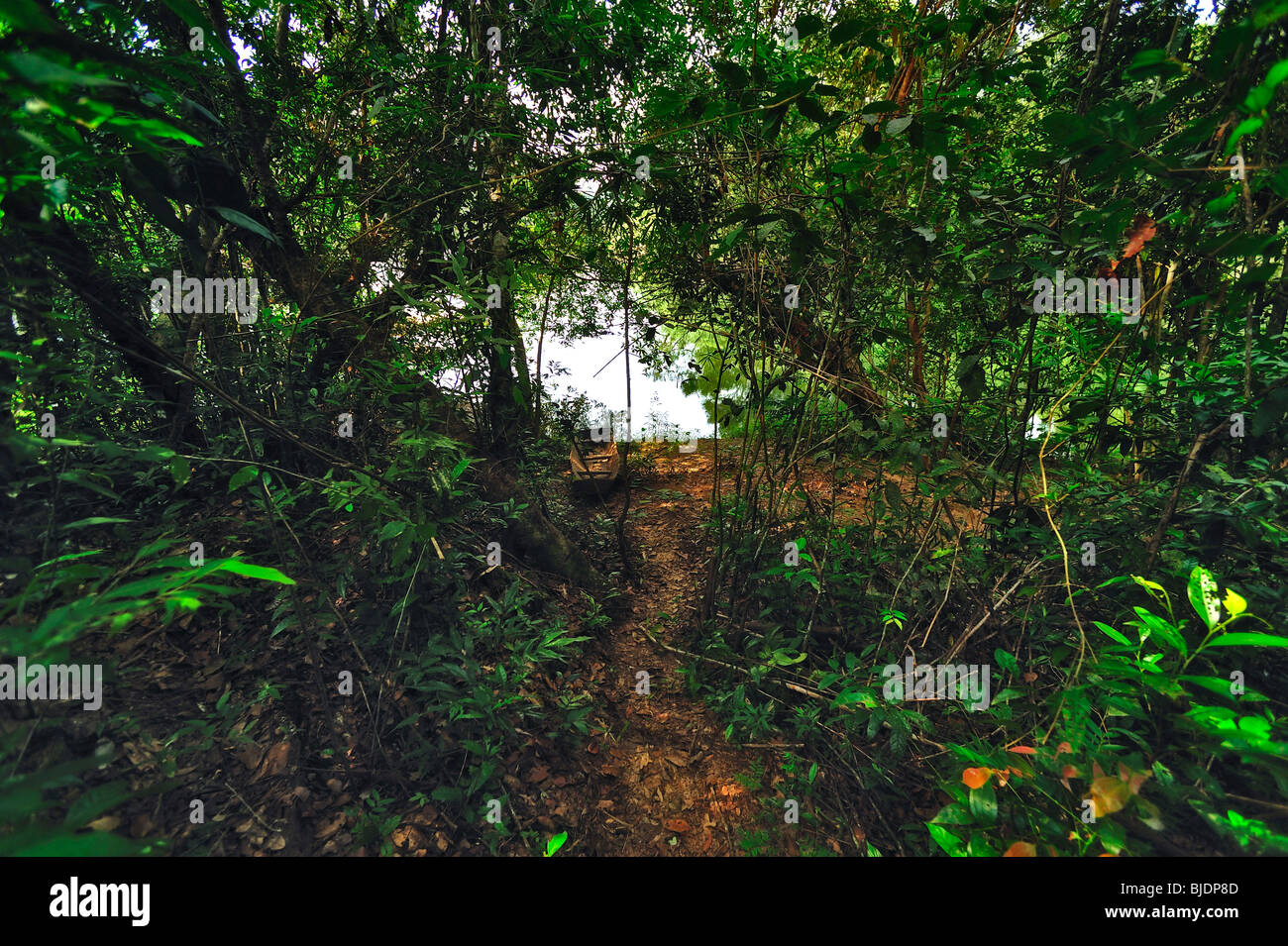 Tropical rainforest. Phou Khao Khouay National Protected Area. LAO ...