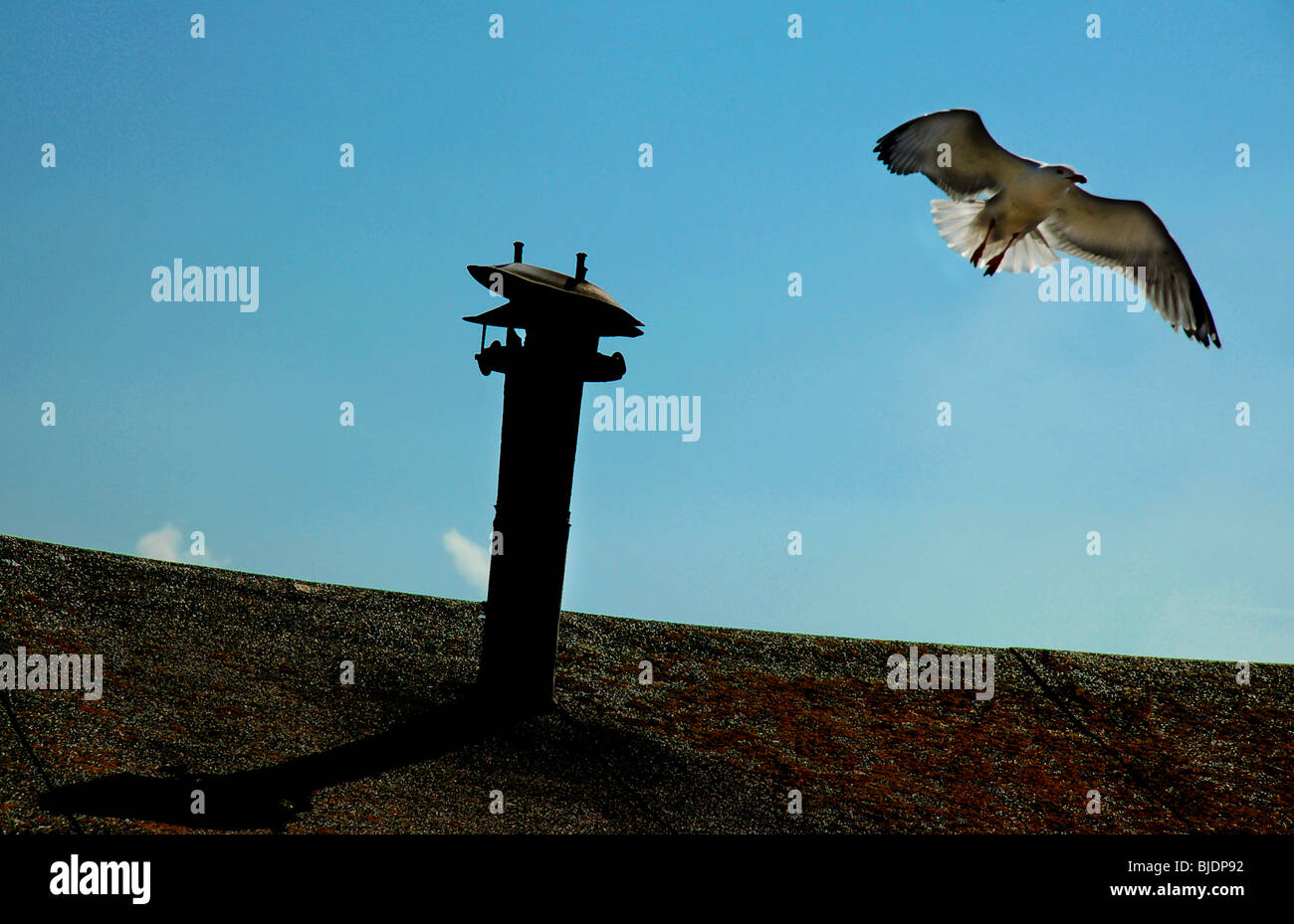 Side view of bird flying hi-res stock photography and images - Alamy