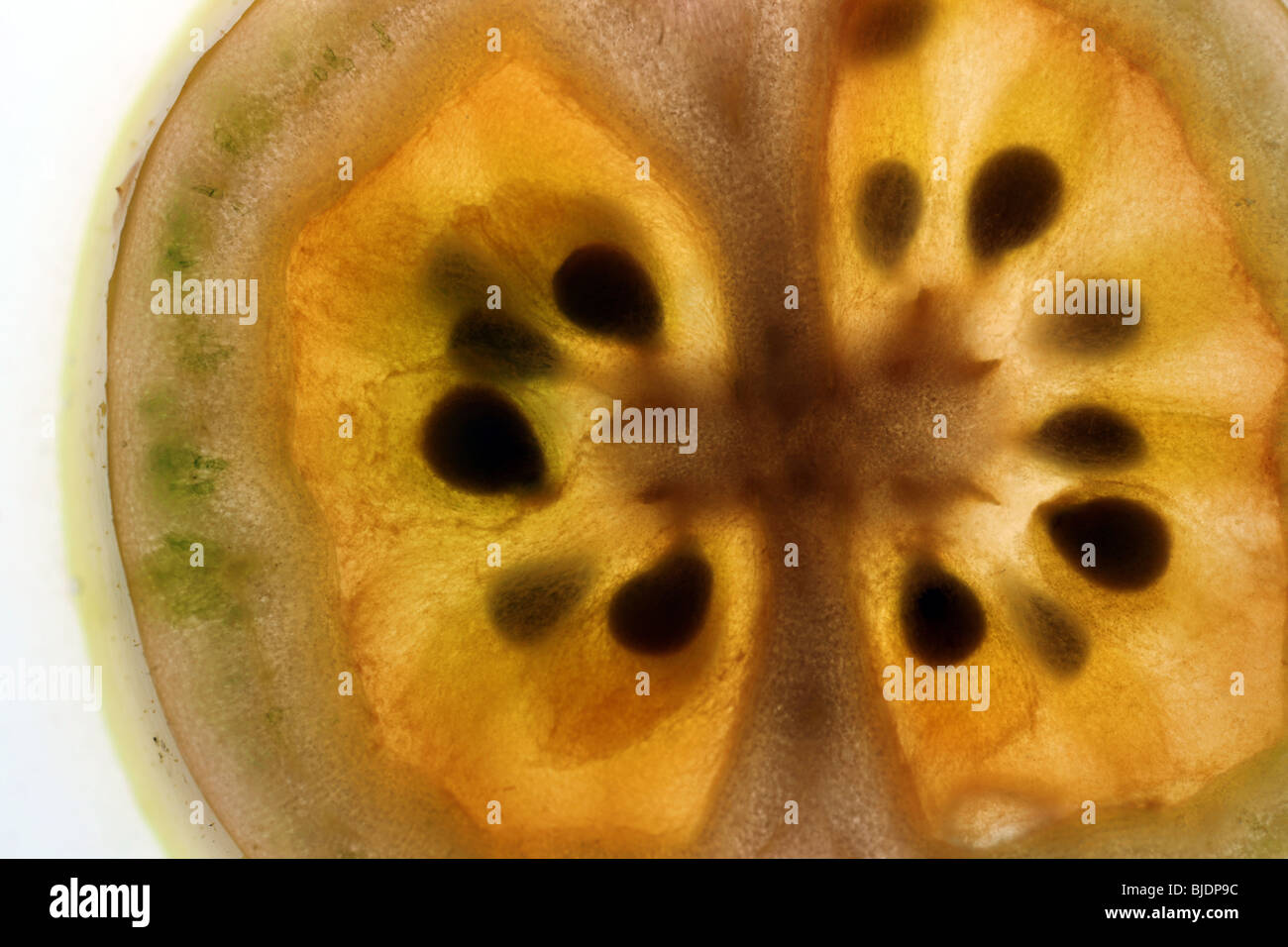 Section of a tomato fruit viewed by transparence - Solanum lycopersicum ...