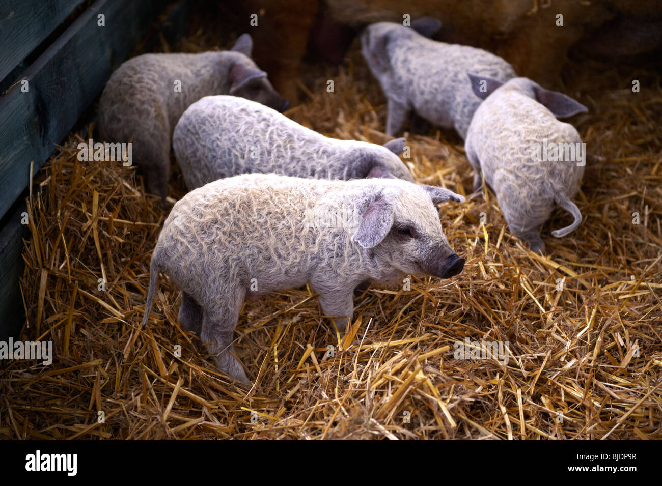 Mangalica piglets Stock Photo - Alamy