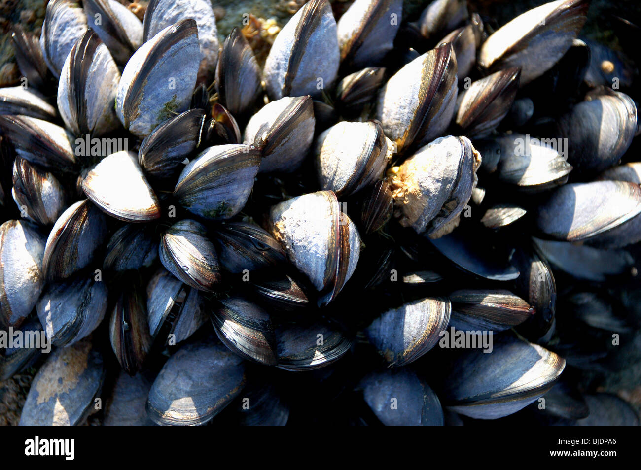 Muscles growing together on a rock Stock Photo - Alamy
