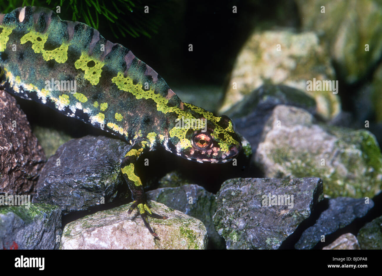 Marbled newt, male, Triturus marmoratus, France Stock Photo - Alamy