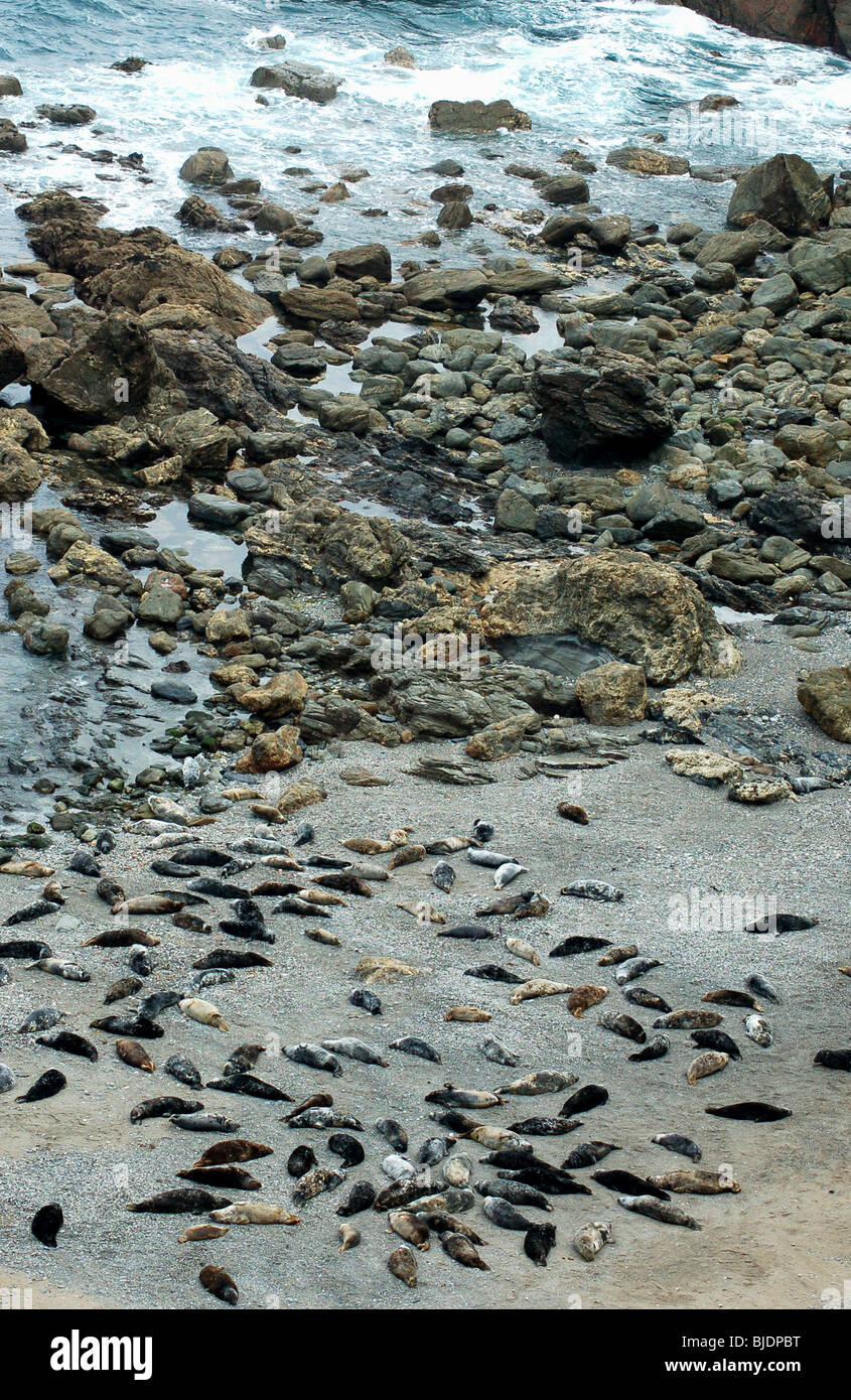 Club of seals St Ives Cornwall Stock Photo - Alamy