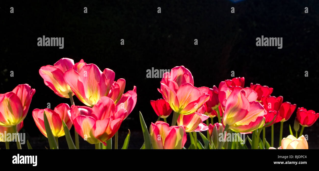 Back dark background hi-res stock photography and images - Alamy