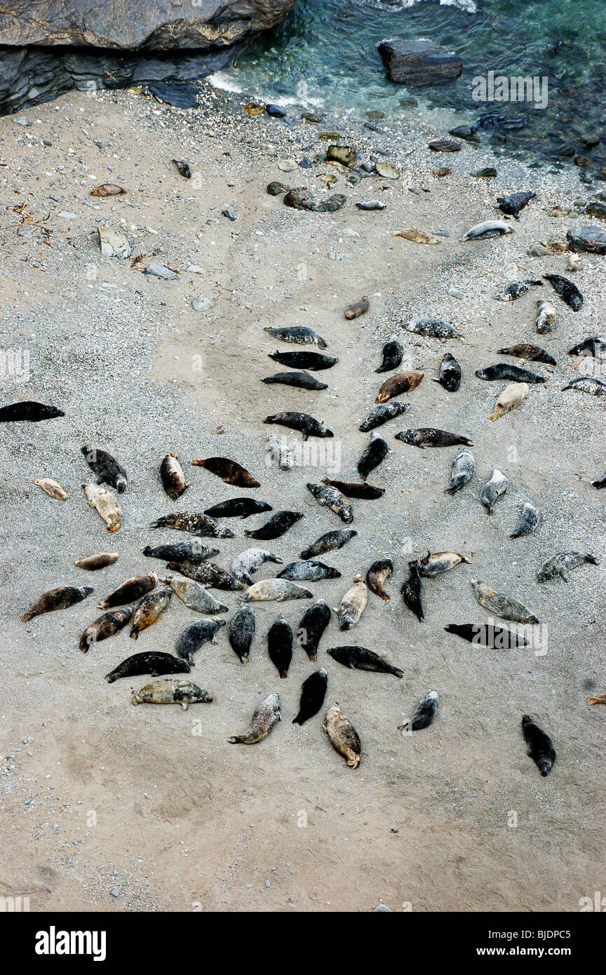 Seals st Ives Cornwall Stock Photo - Alamy