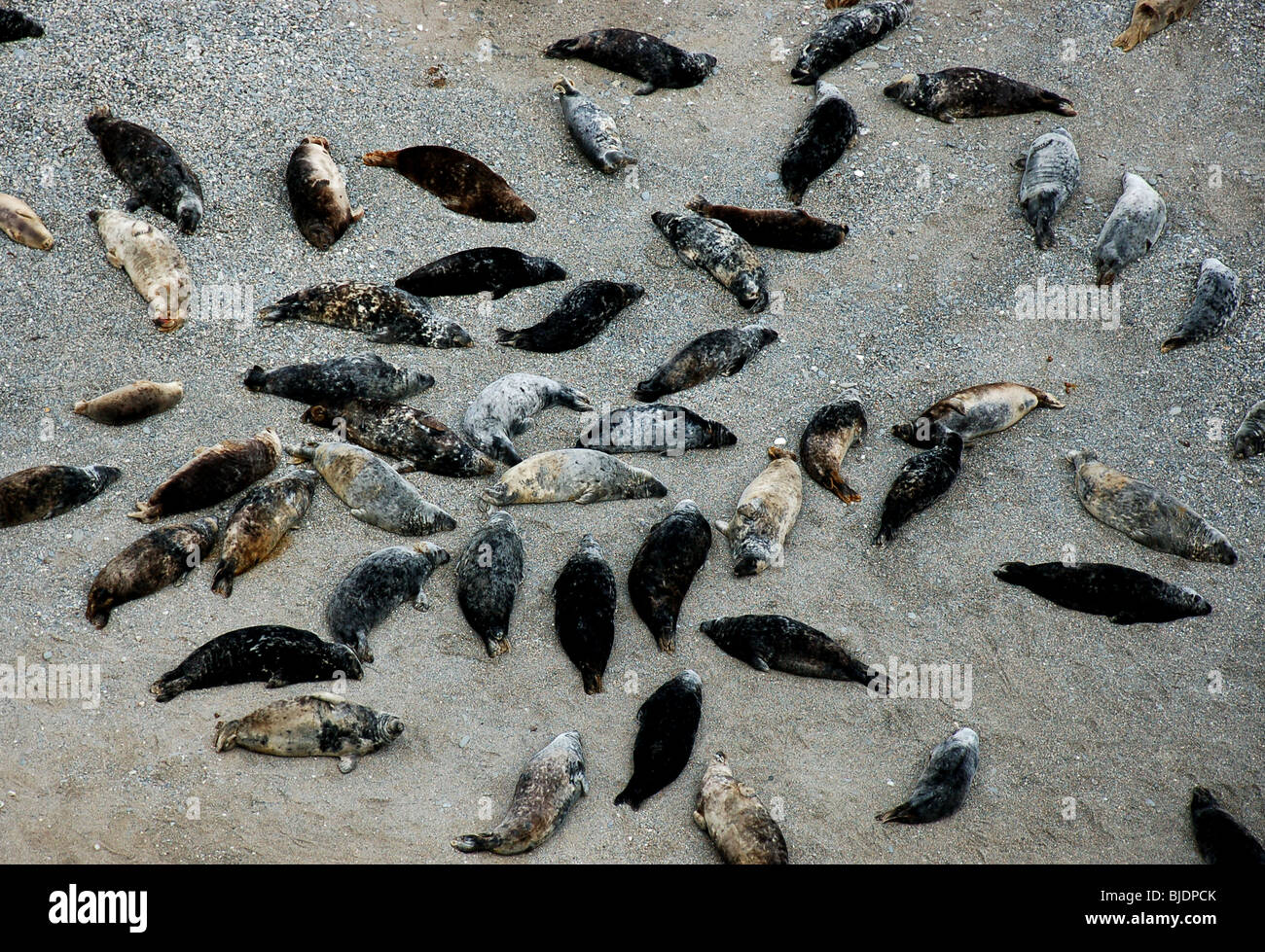 Club of seals laying on beach in St Ives Corwall Stock Photo - Alamy