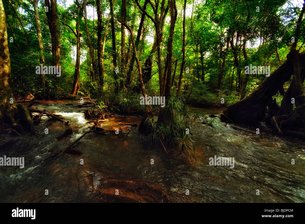 Tropical rainforest. Phou Khao Khouay National Protected Area. LAO ...