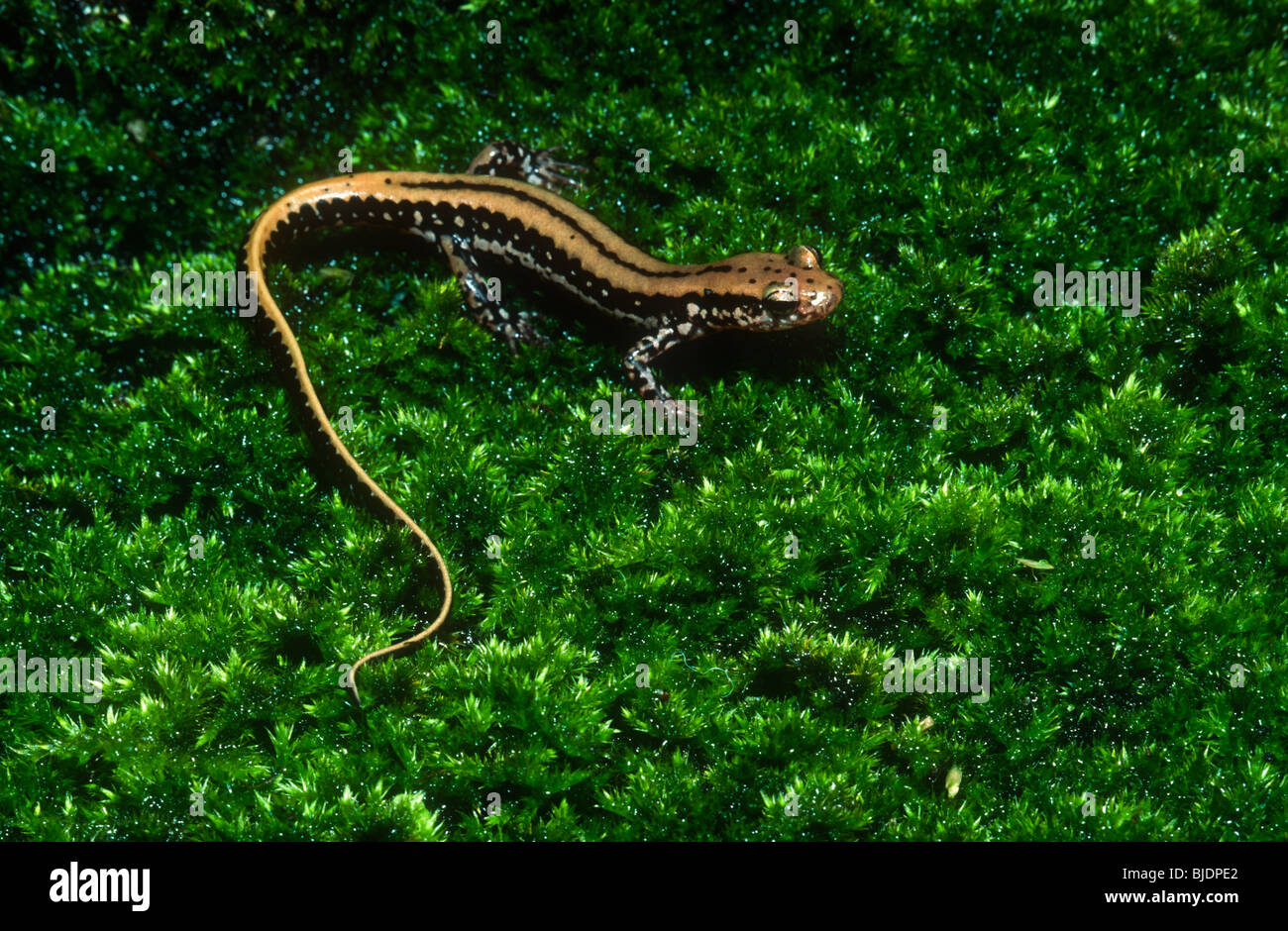 Three lined salamander, Eurycea longicauda guttolineata, Southeastern ...