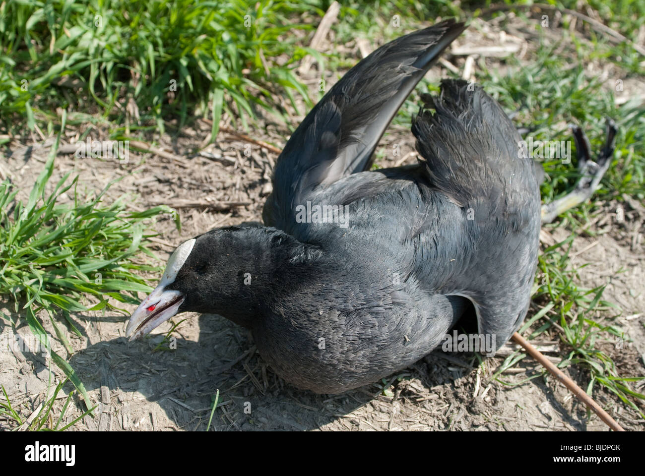 a dead bird lying in the field Stock Photo - Alamy