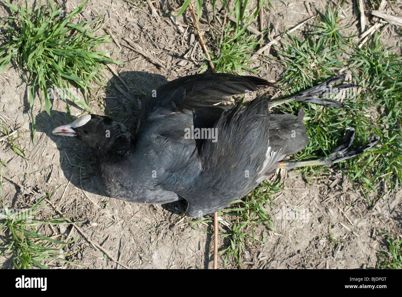 a dead bird lying in the field Stock Photo - Alamy