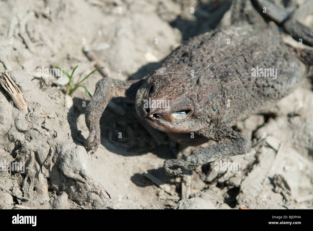 a dead toad lying dried out in the sand Stock Photo - Alamy