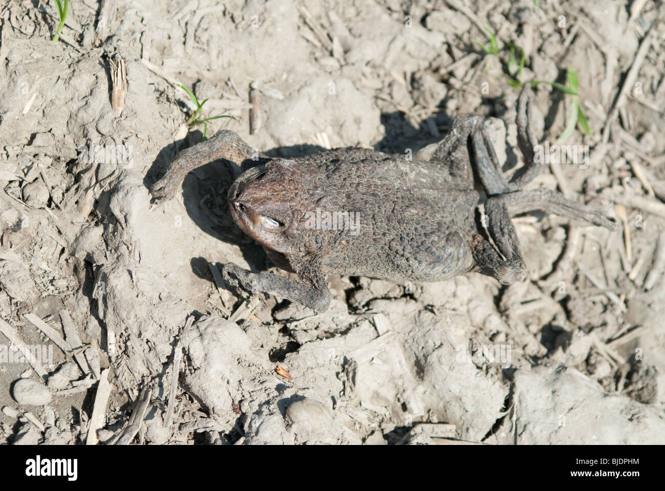 Dead toad lying dried out hi-res stock photography and images - Alamy