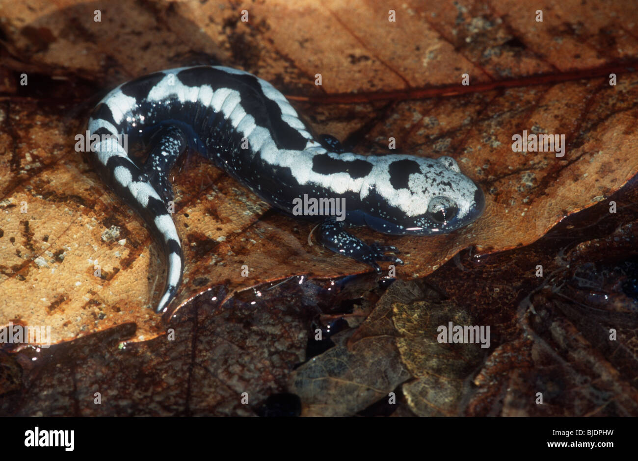 Marbled salamander, Ambystoma opacum, North America Stock Photo - Alamy