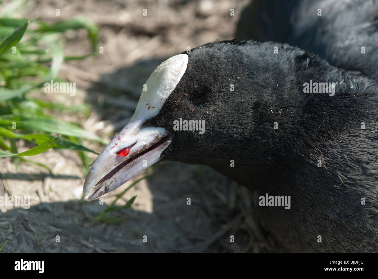 a dead bird lying in the field Stock Photo - Alamy