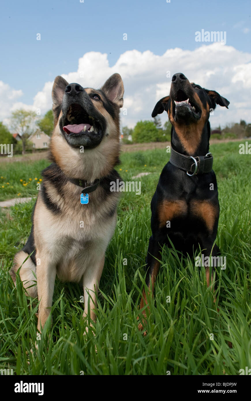 two dogs sitting in the lawn while training outside Stock Photo - Alamy
