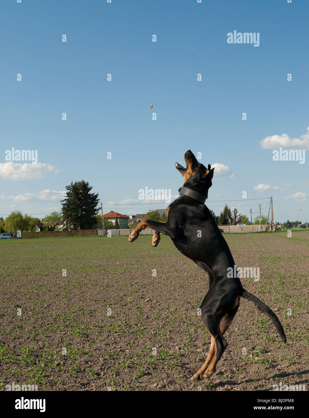 a black doberman walking on two feet over the field Stock Photo - Alamy