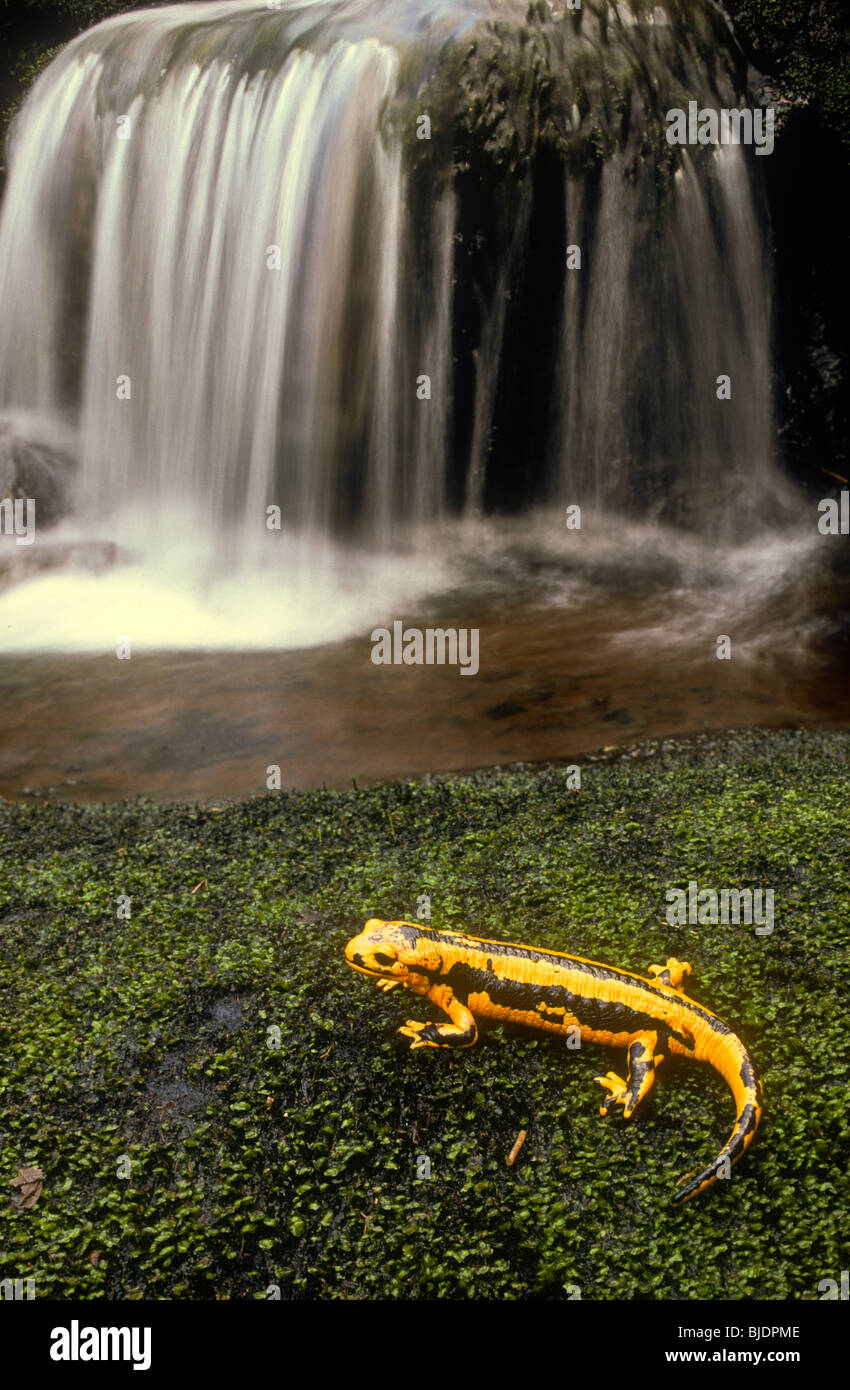 Salamandra salamandra fastuosa hi-res stock photography and images - Alamy