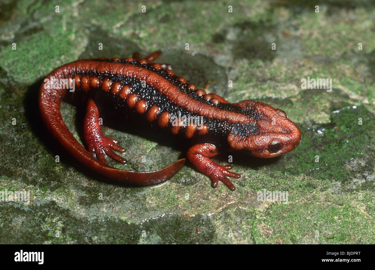 Mandarin newt, Tylotriton verrucosus, China Stock Photo - Alamy