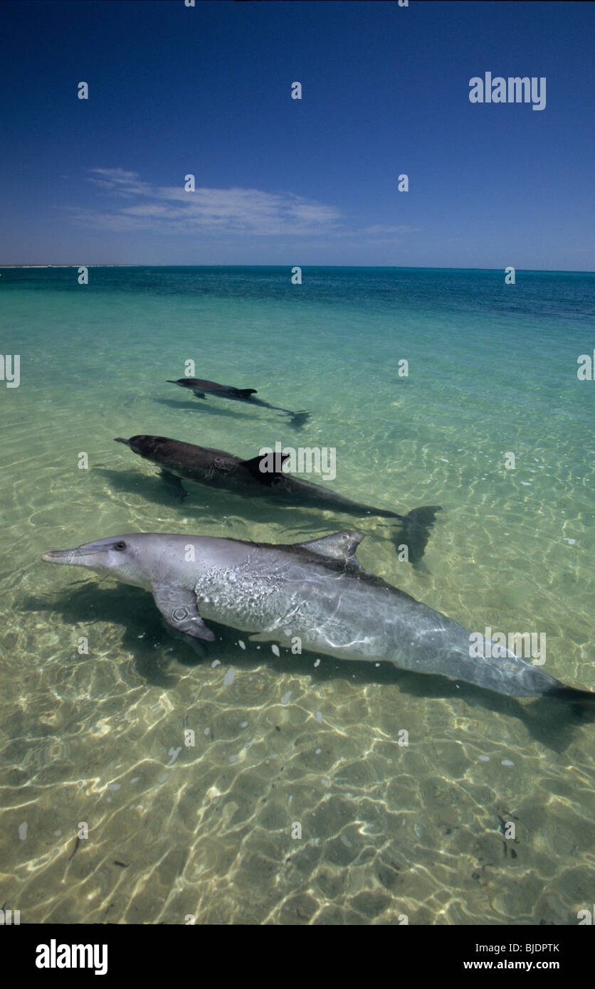 Group of three wild Indo-Pacific bottlenose dolphins (Tursiops aduncus) in blue lagoon. Monkey ...