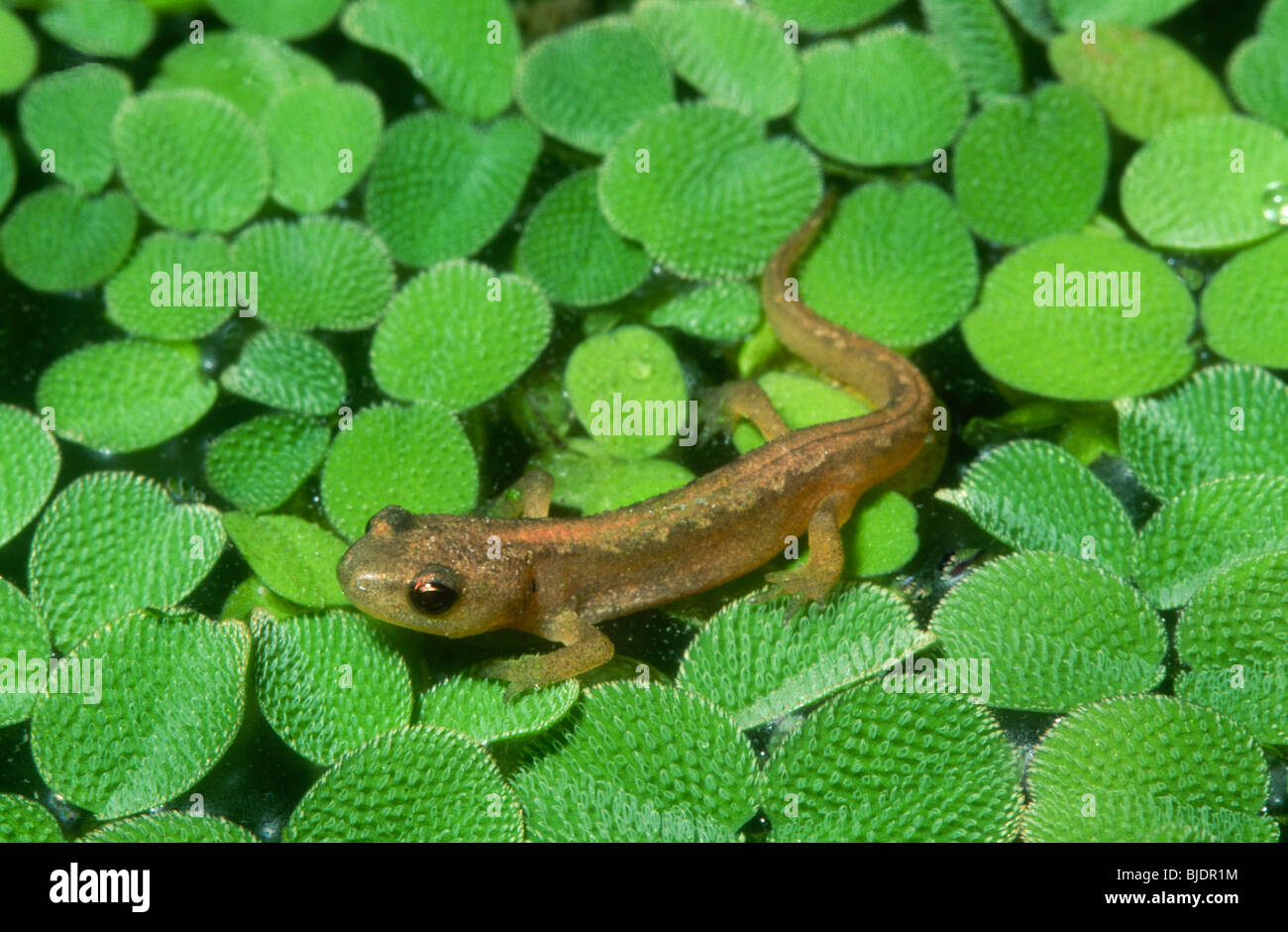Carpathian newt, juvenile, Triturus montandoni, Russia Stock Photo - Alamy