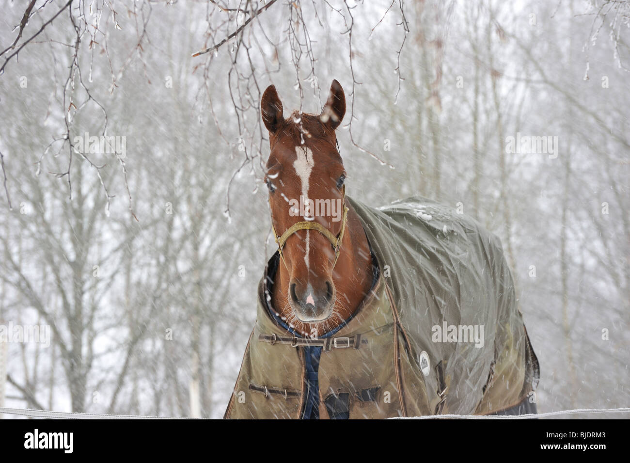 Riding horse in storm hi-res stock photography and images - Alamy
