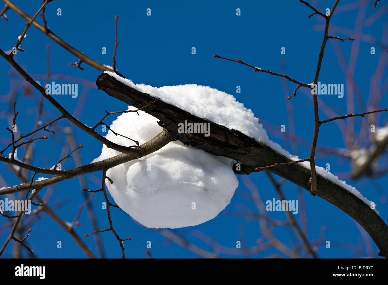 Lump snow on branch hi-res stock photography and images - Alamy