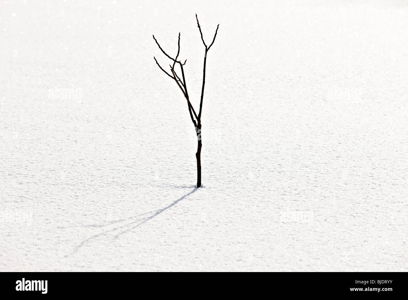 Small tree growing out of snow Stock Photo - Alamy